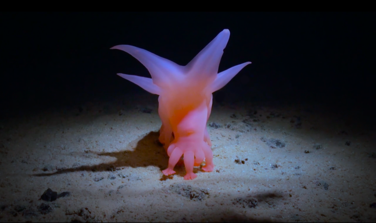 Screen International: Eleanor Mortimer’s deep sea doc ‘How Deep Is Your ...